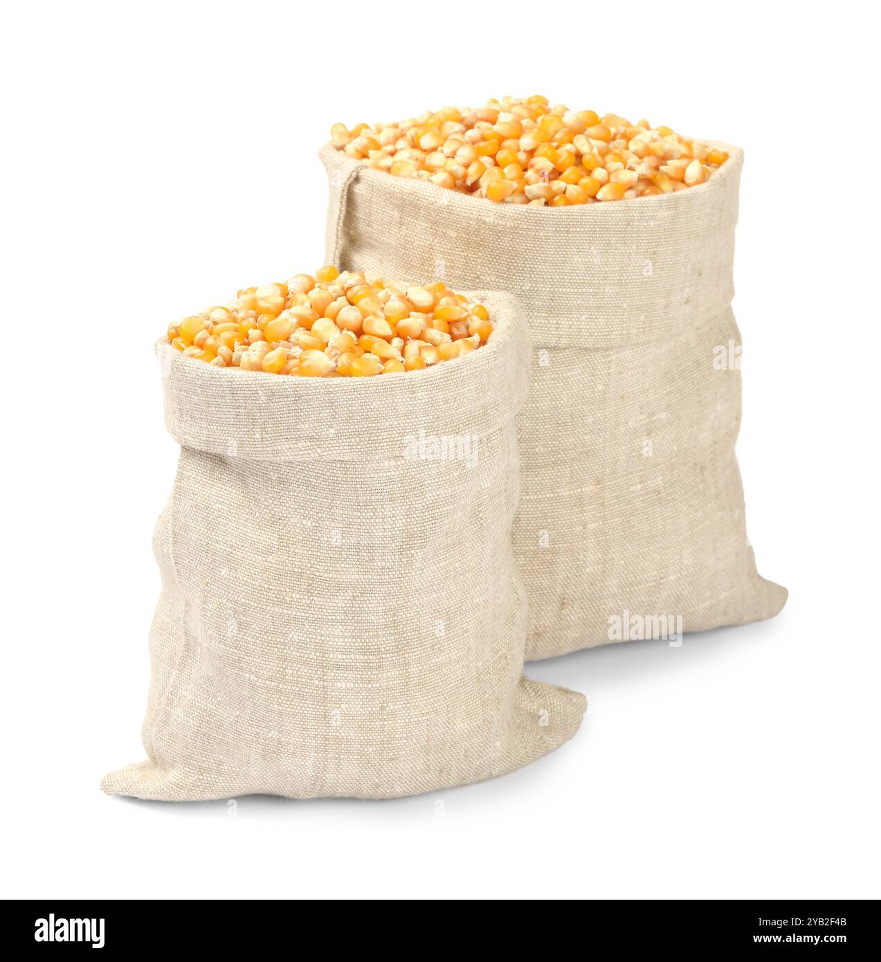 Fresh corn kernels in burlap sacks isolated on white Stock Photo - Alamy