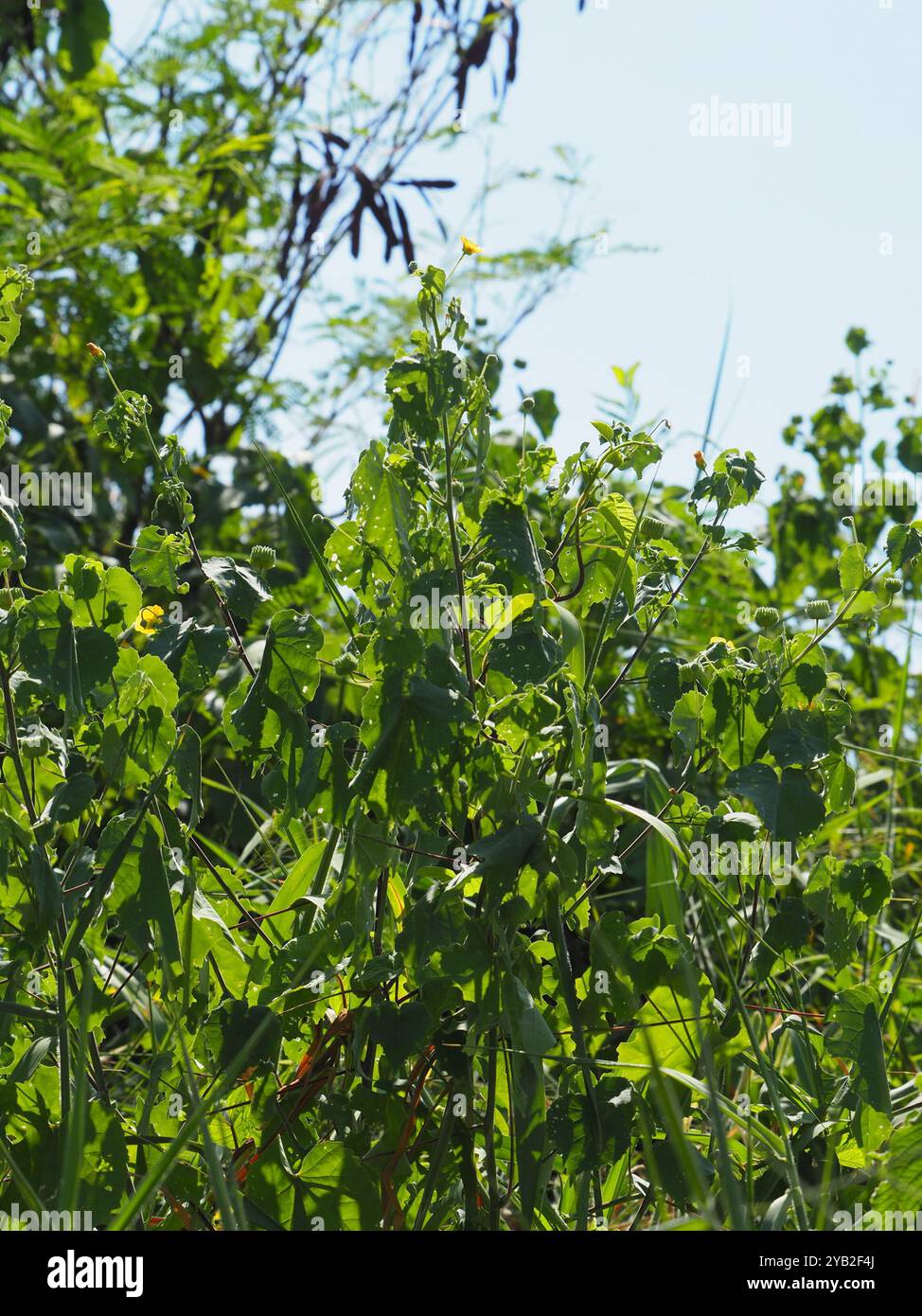 Indian Mallow (Abutilon indicum) Plantae Stock Photo - Alamy