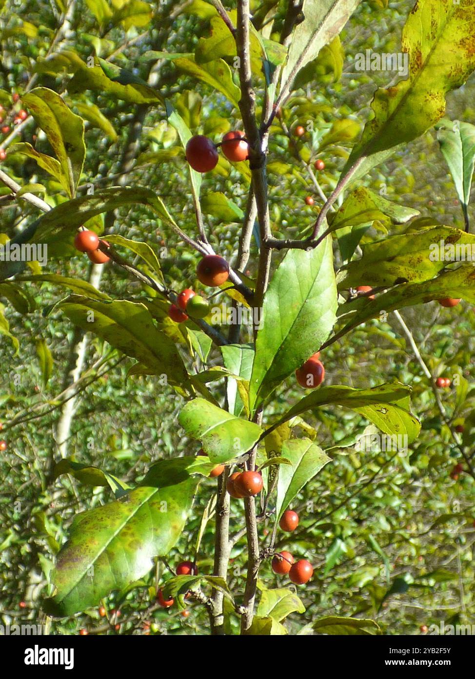 possumhaw (Ilex decidua) Plantae Stock Photo - Alamy
