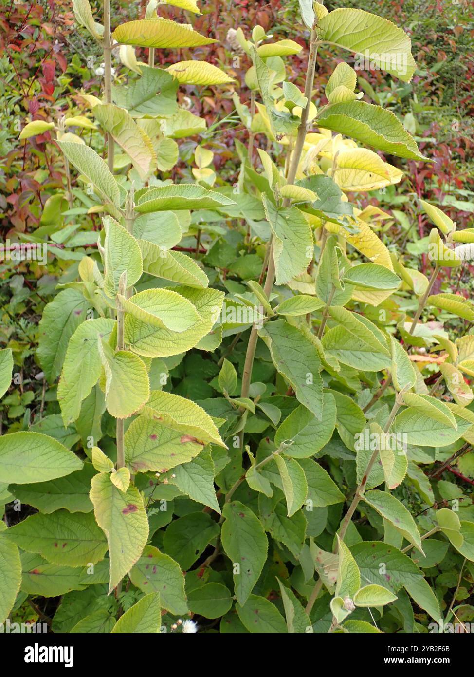 Wayfaring-tree (Viburnum lantana) Plantae Stock Photo - Alamy