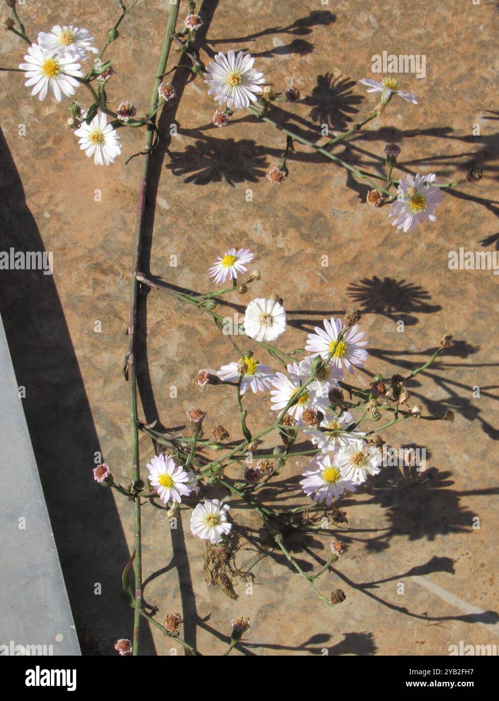 annual saltmarsh aster (Symphyotrichum subulatum) Plantae Stock Photo ...