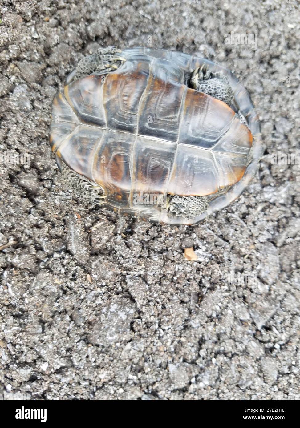 Diamondback Terrapin (Malaclemys terrapin) Reptilia Stock Photo - Alamy