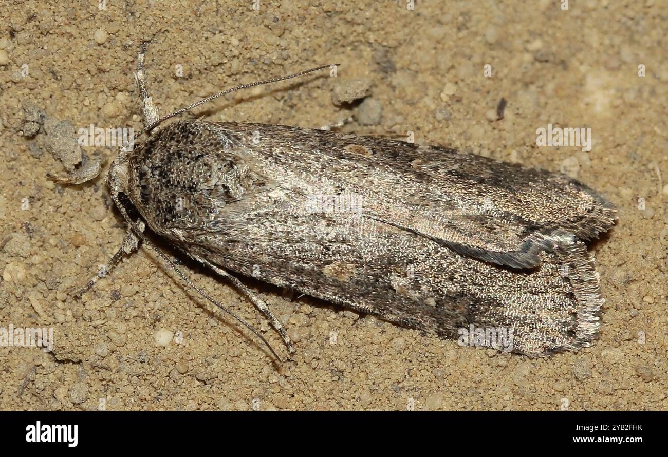 Beet Armyworm Moth (Spodoptera exigua) Insecta Stock Photo - Alamy