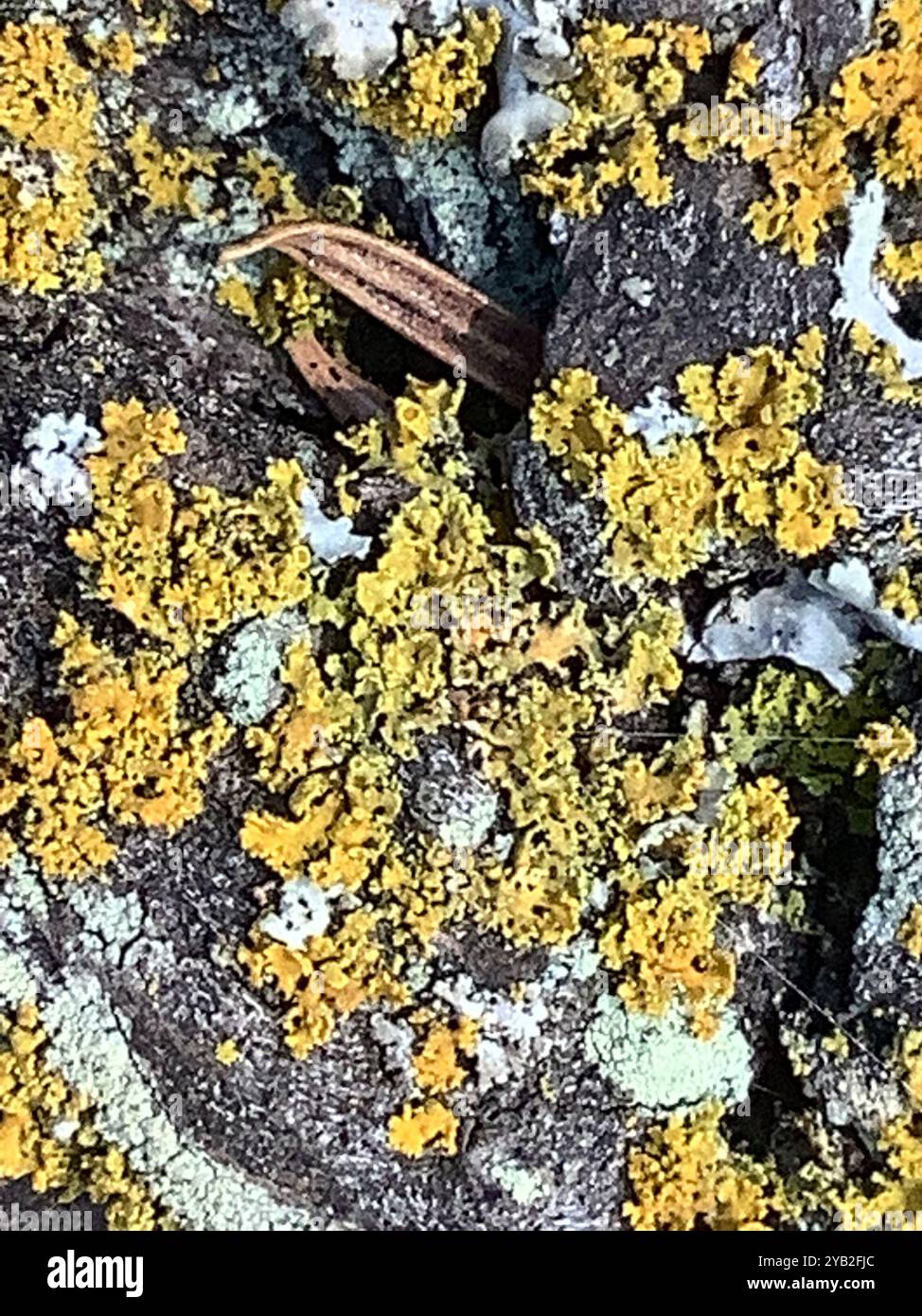 Shrubby Sunburst Lichen (Polycauliona candelaria) Fungi Stock Photo - Alamy