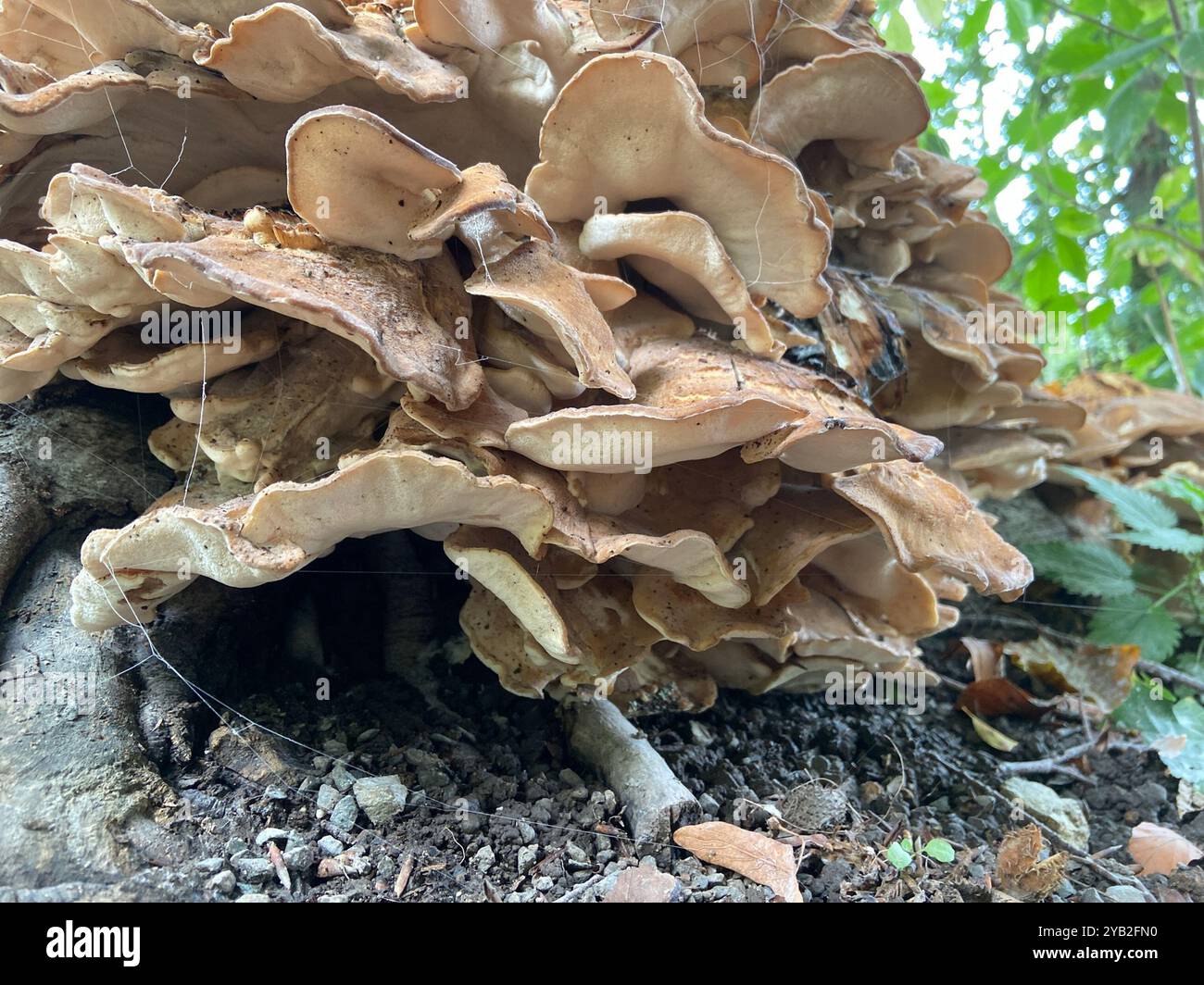 Giant Polypore (Meripilus giganteus) Fungi Stock Photo - Alamy