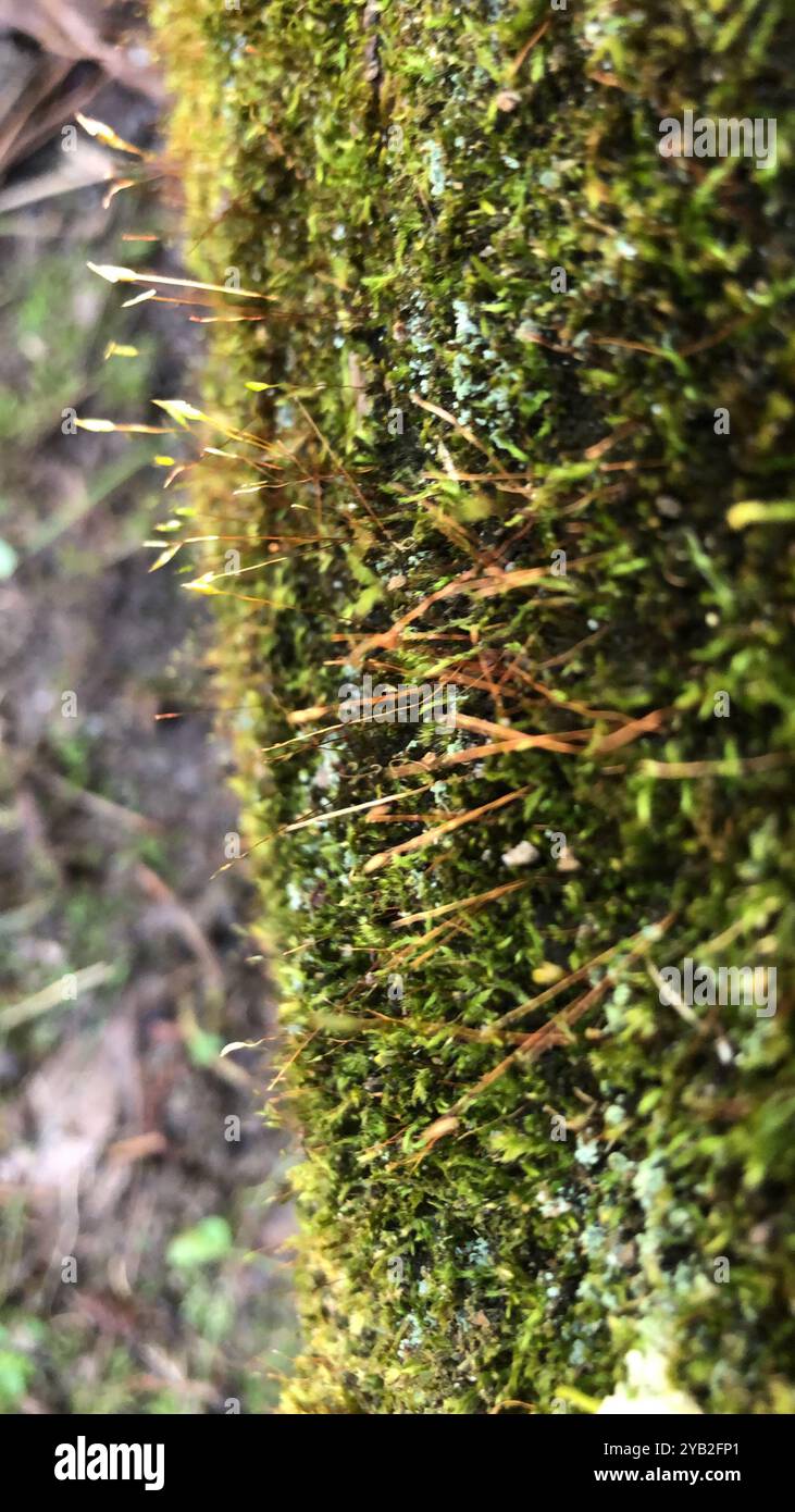 Wall Screw-moss (Tortula muralis) Plantae Stock Photo - Alamy