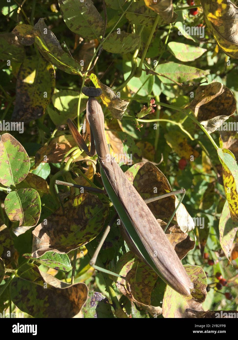 Chinese Mantis (Tenodera sinensis) Insecta Stock Photo - Alamy