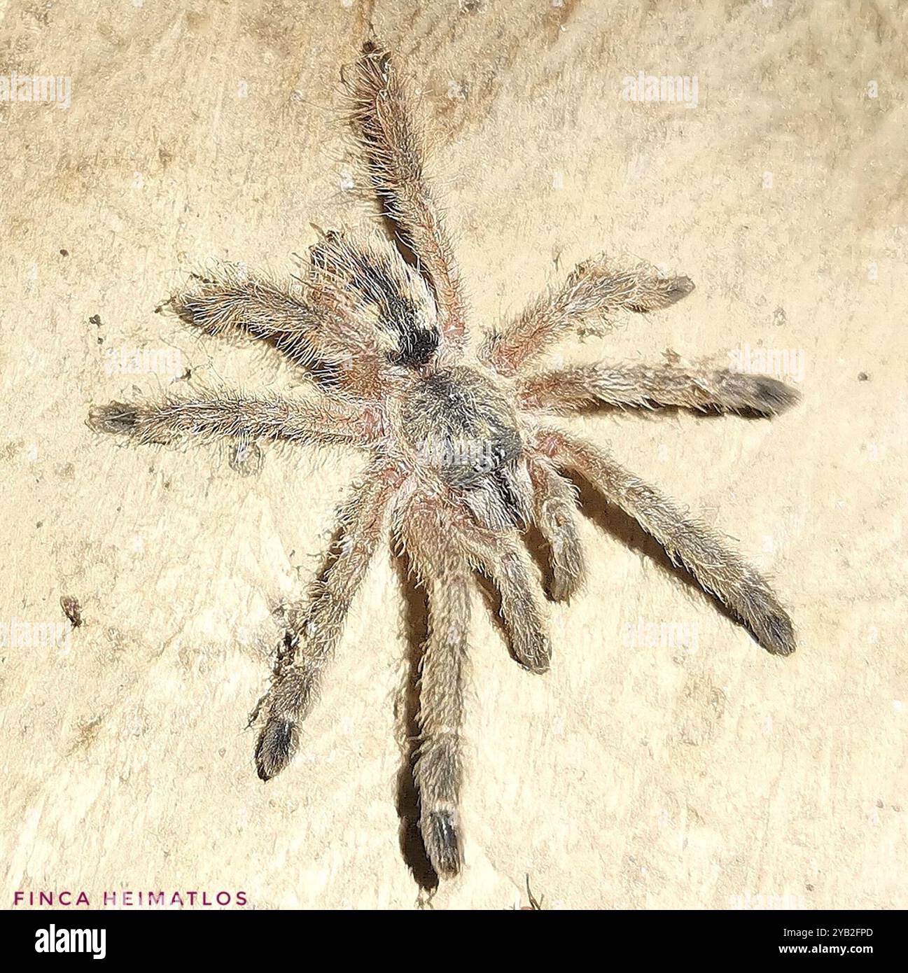 Orange Tree Spiders (Tapinauchenius) Arachnida Stock Photo - Alamy