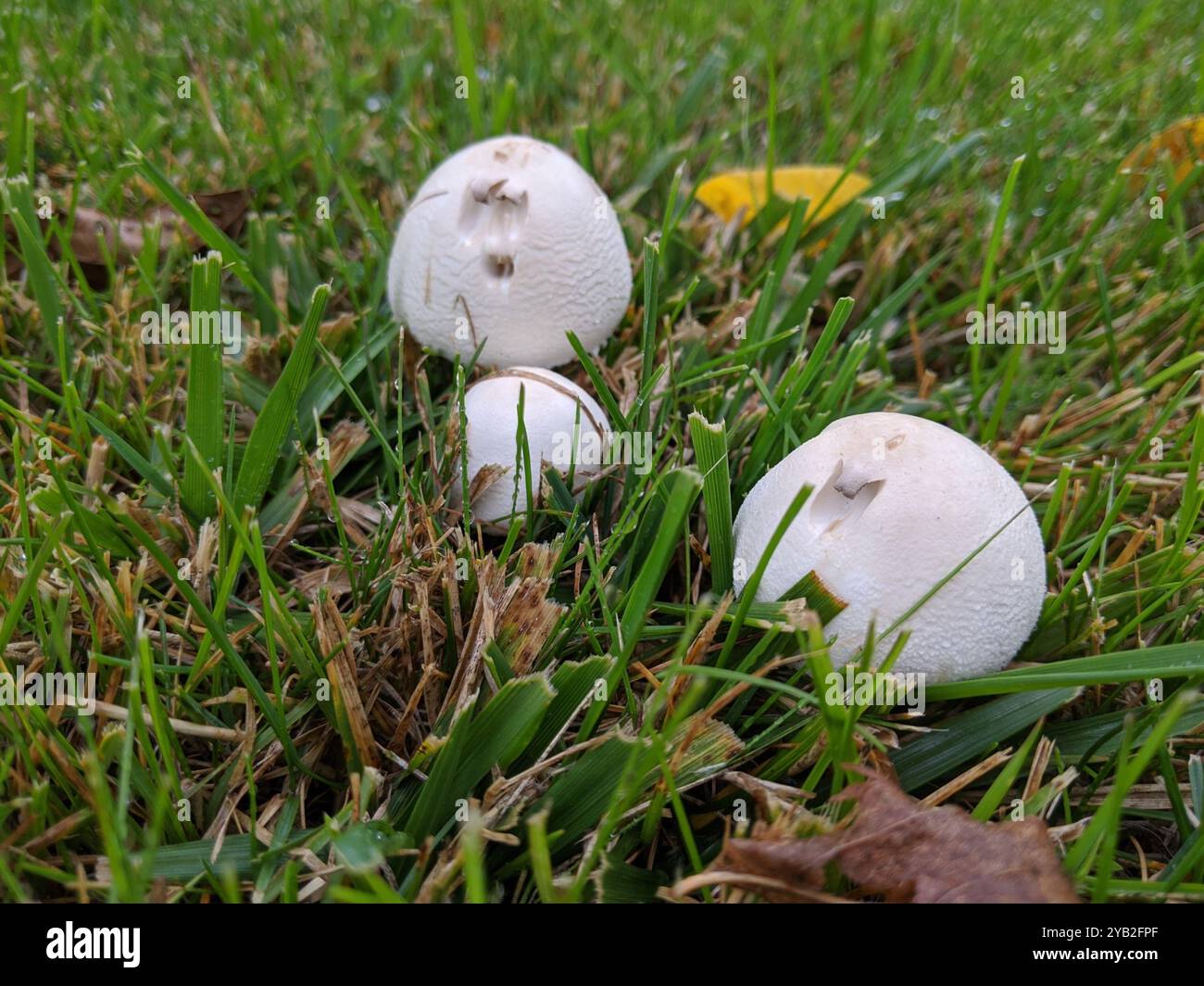 White Dapperling (Leucoagaricus leucothites) Fungi Stock Photo - Alamy