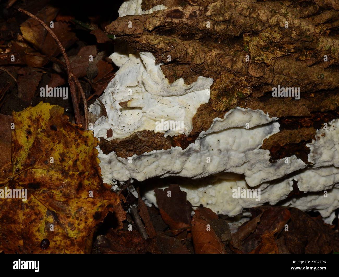 Netted Crust (Byssomerulius corium) Fungi Stock Photo - Alamy