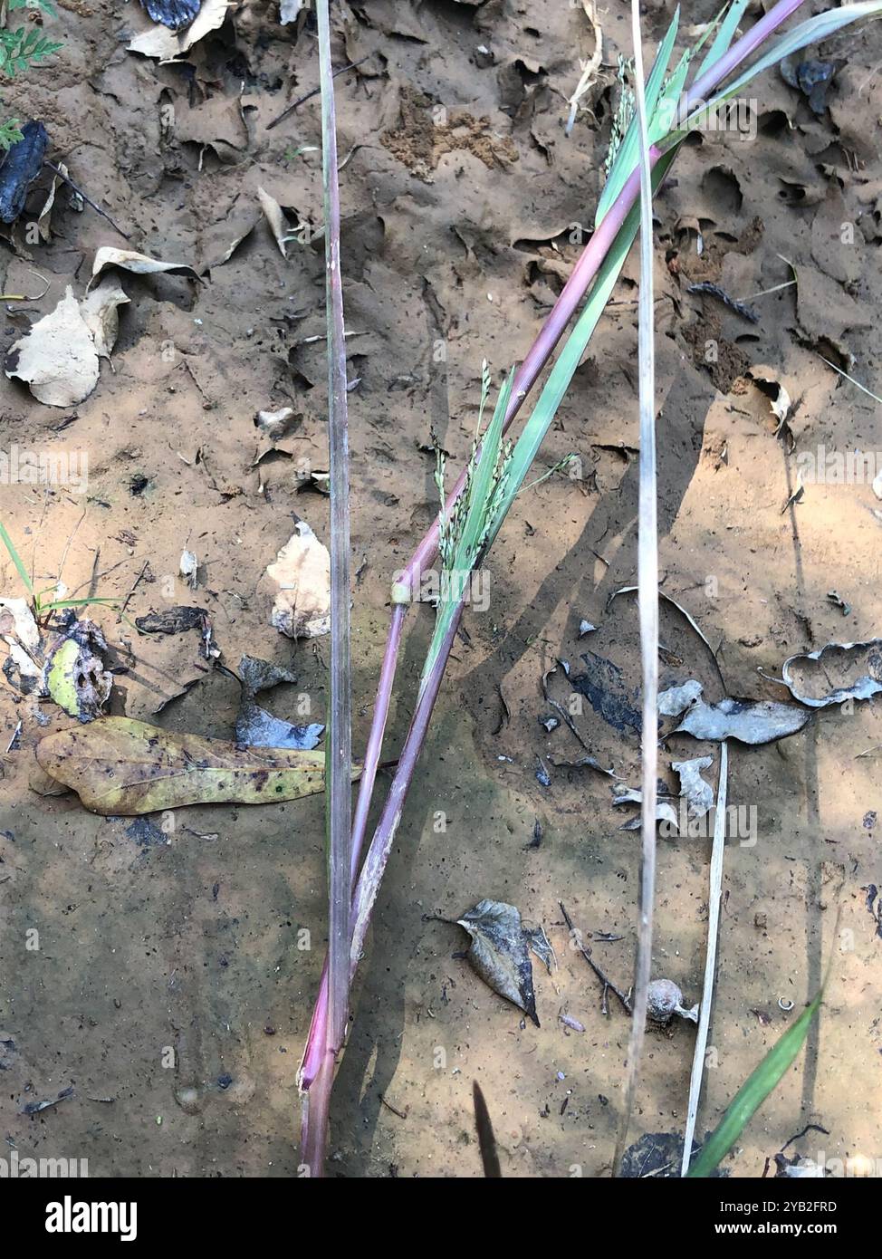 Fall Panic Grass (Panicum dichotomiflorum dichotomiflorum) Plantae ...