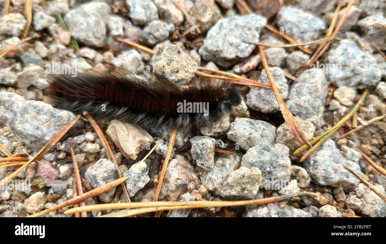 Fox Moth (Macrothylacia rubi) Insecta Stock Photo - Alamy