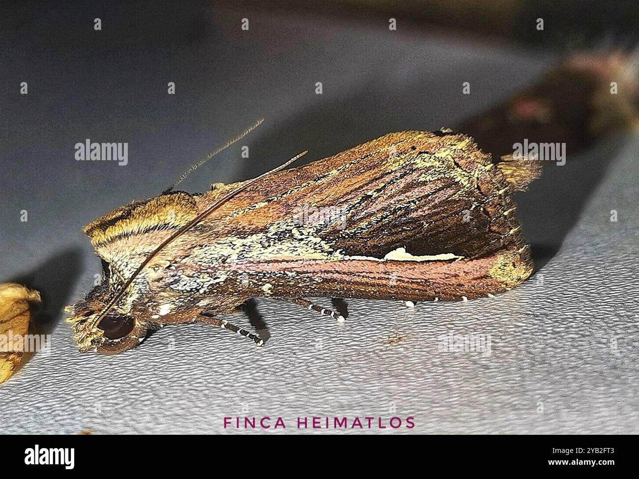 (Gopha albolinea) Insecta Stock Photo - Alamy