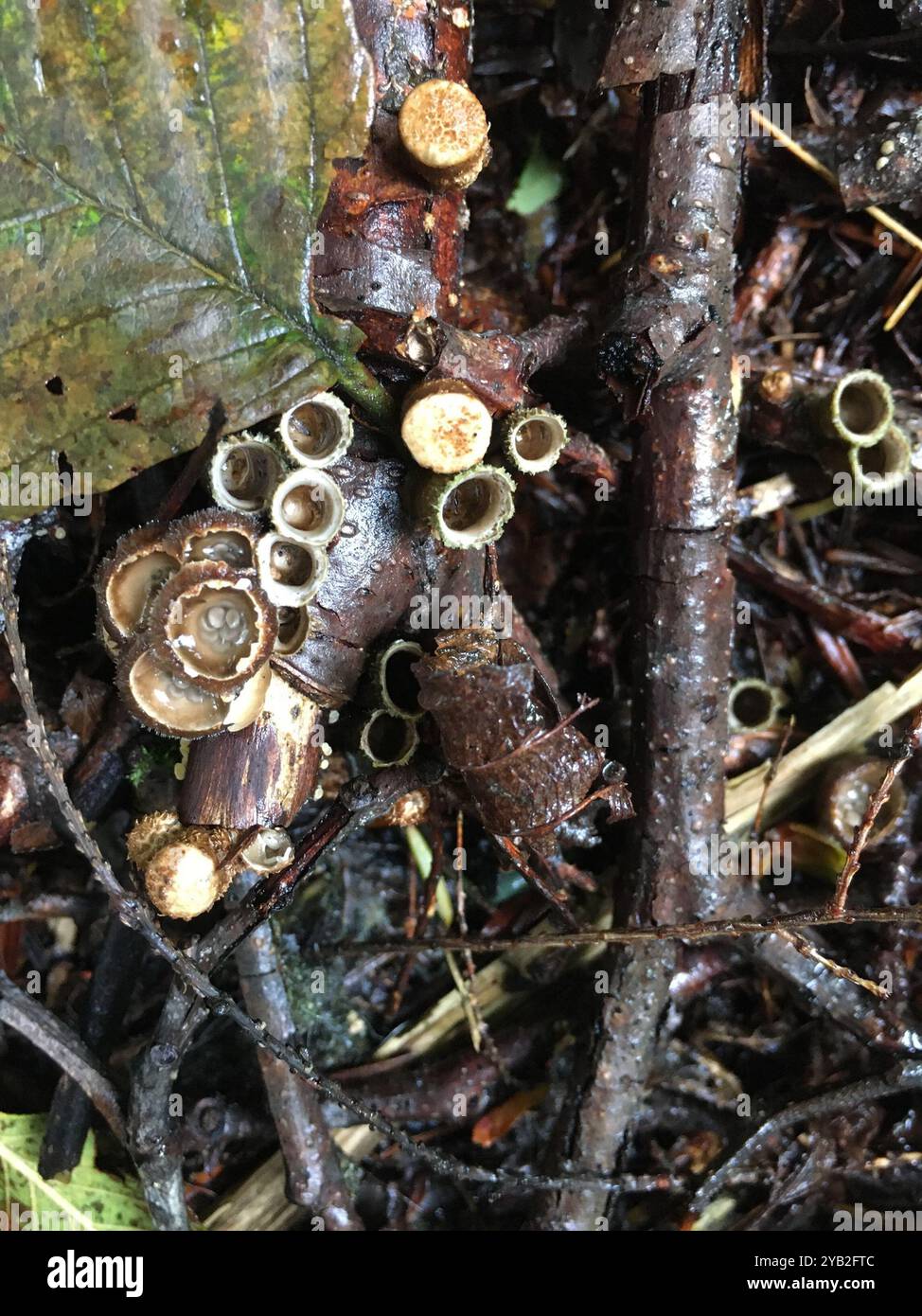 bird's nest fungi (Nidulariaceae) Fungi Stock Photo - Alamy