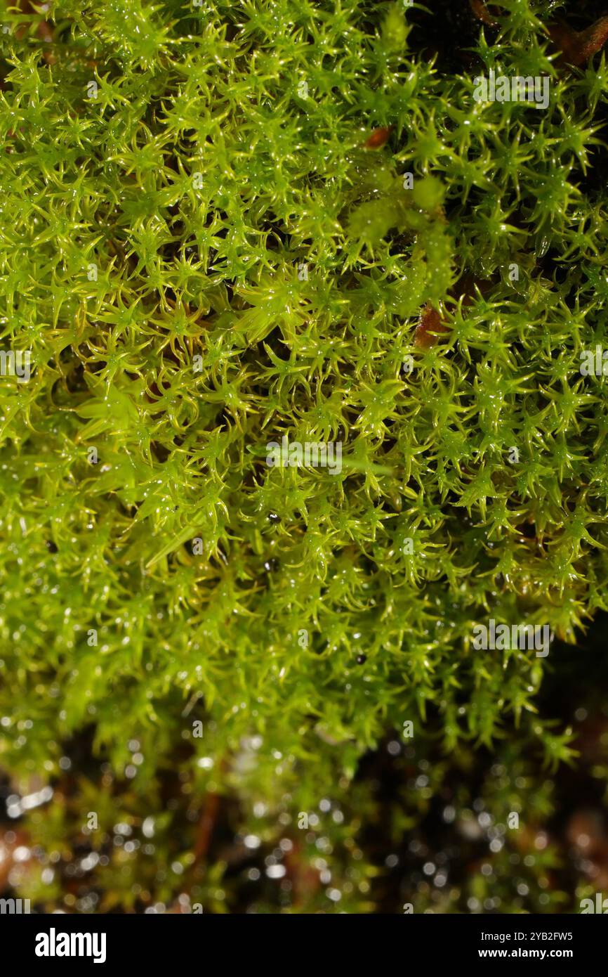 Star Moss (Syntrichia ruralis) Plantae Stock Photo - Alamy