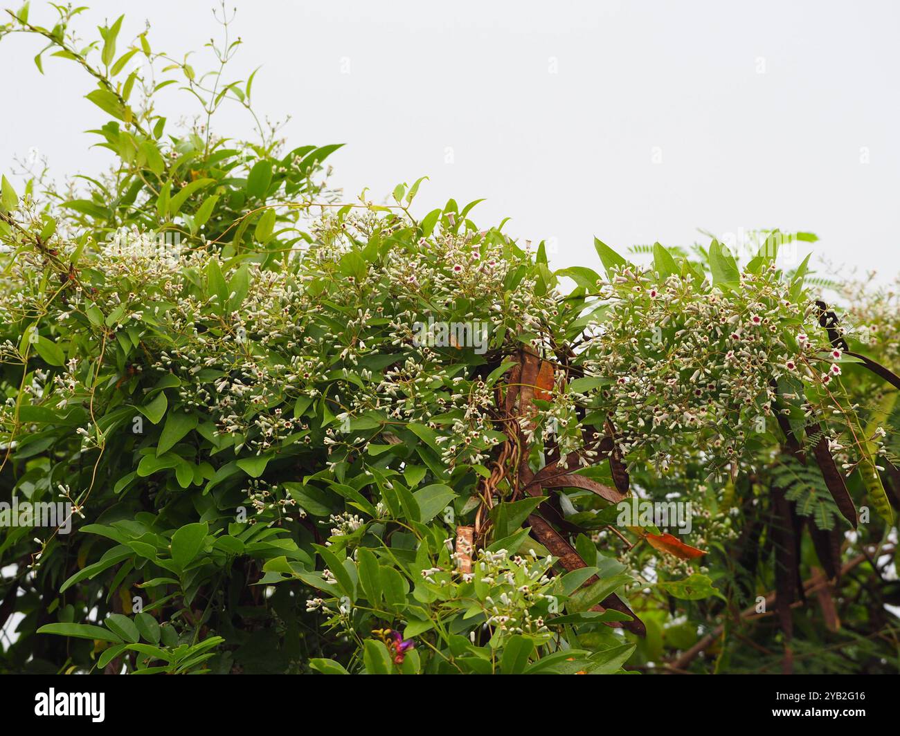 skunk vine (Paederia foetida) Plantae Stock Photo - Alamy