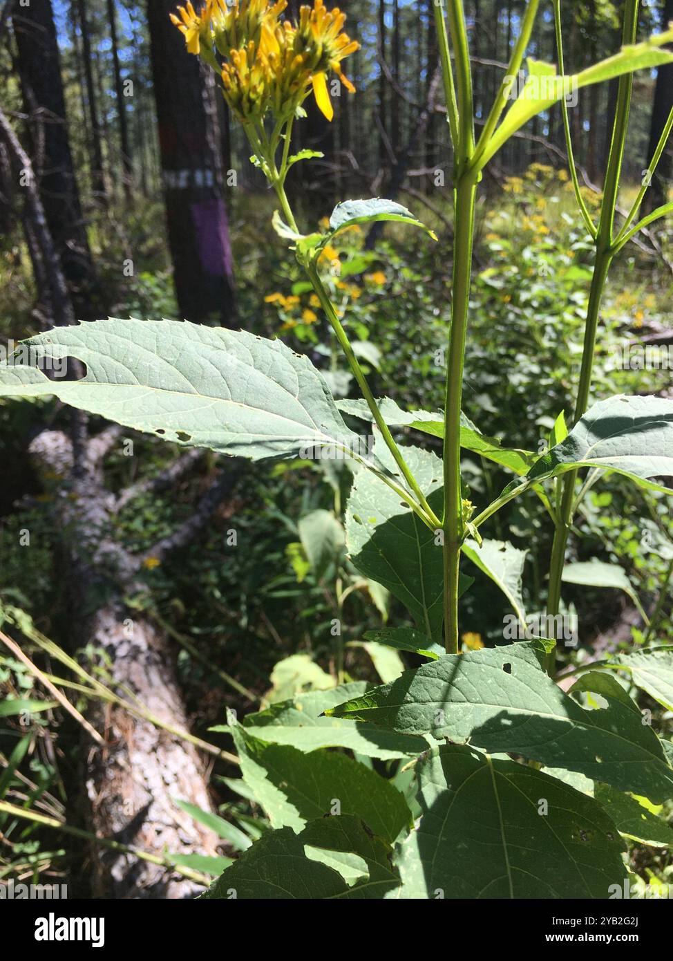 Yellow Crownbeard (Verbesina occidentalis) Plantae Stock Photo - Alamy