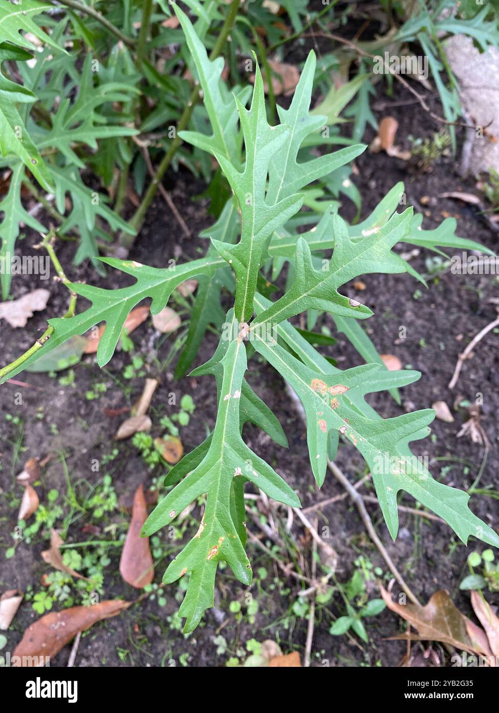 water oak (Quercus nigra) Plantae Stock Photo - Alamy