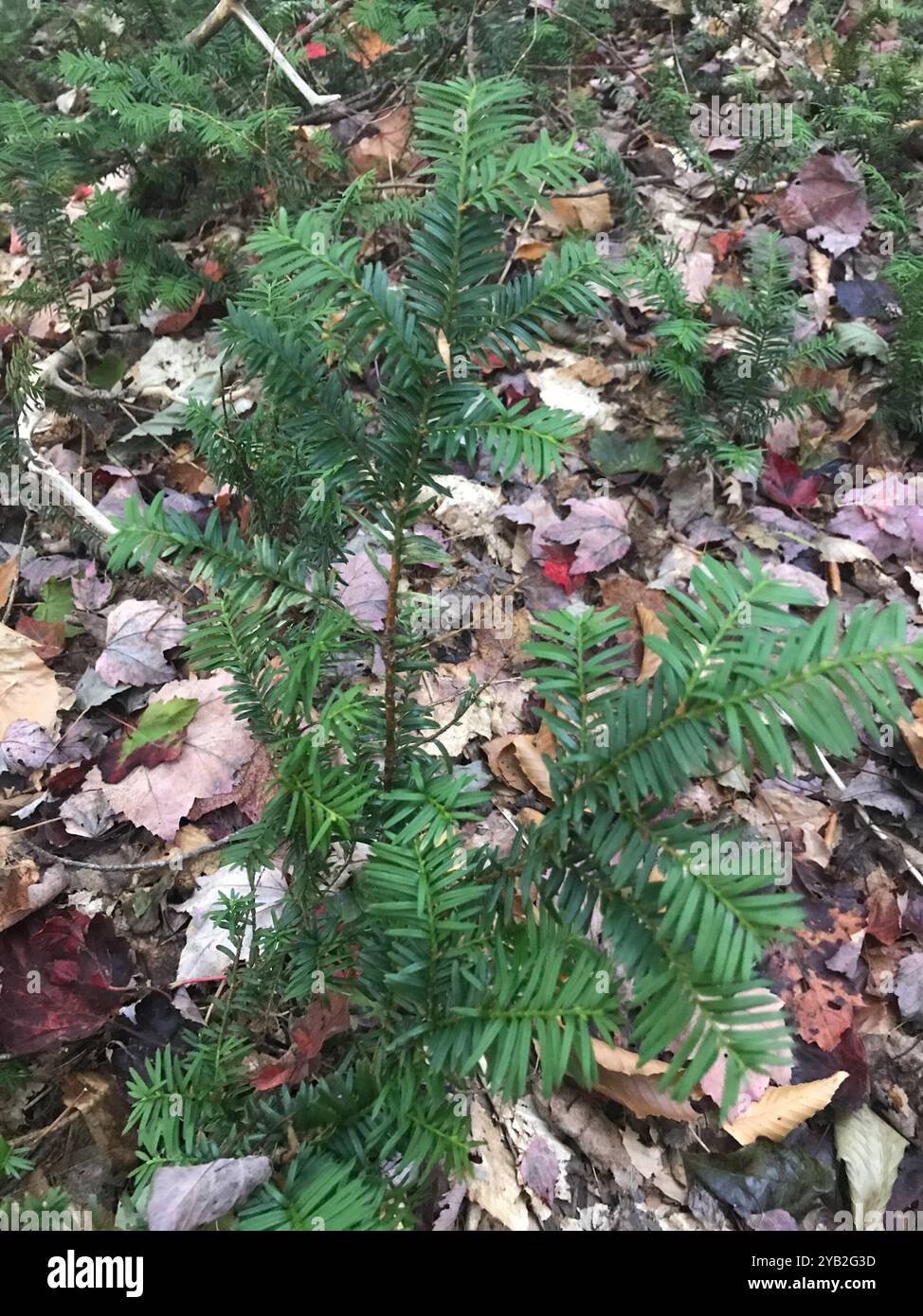 Canada yew (Taxus canadensis) Plantae Stock Photo - Alamy
