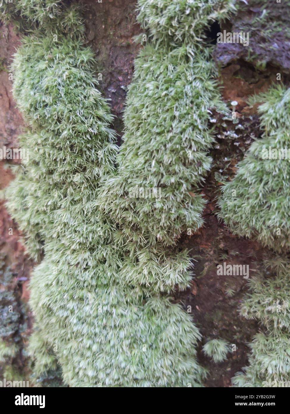 Fluffy Dust Lichen (Lepraria finkii) Fungi Stock Photo - Alamy