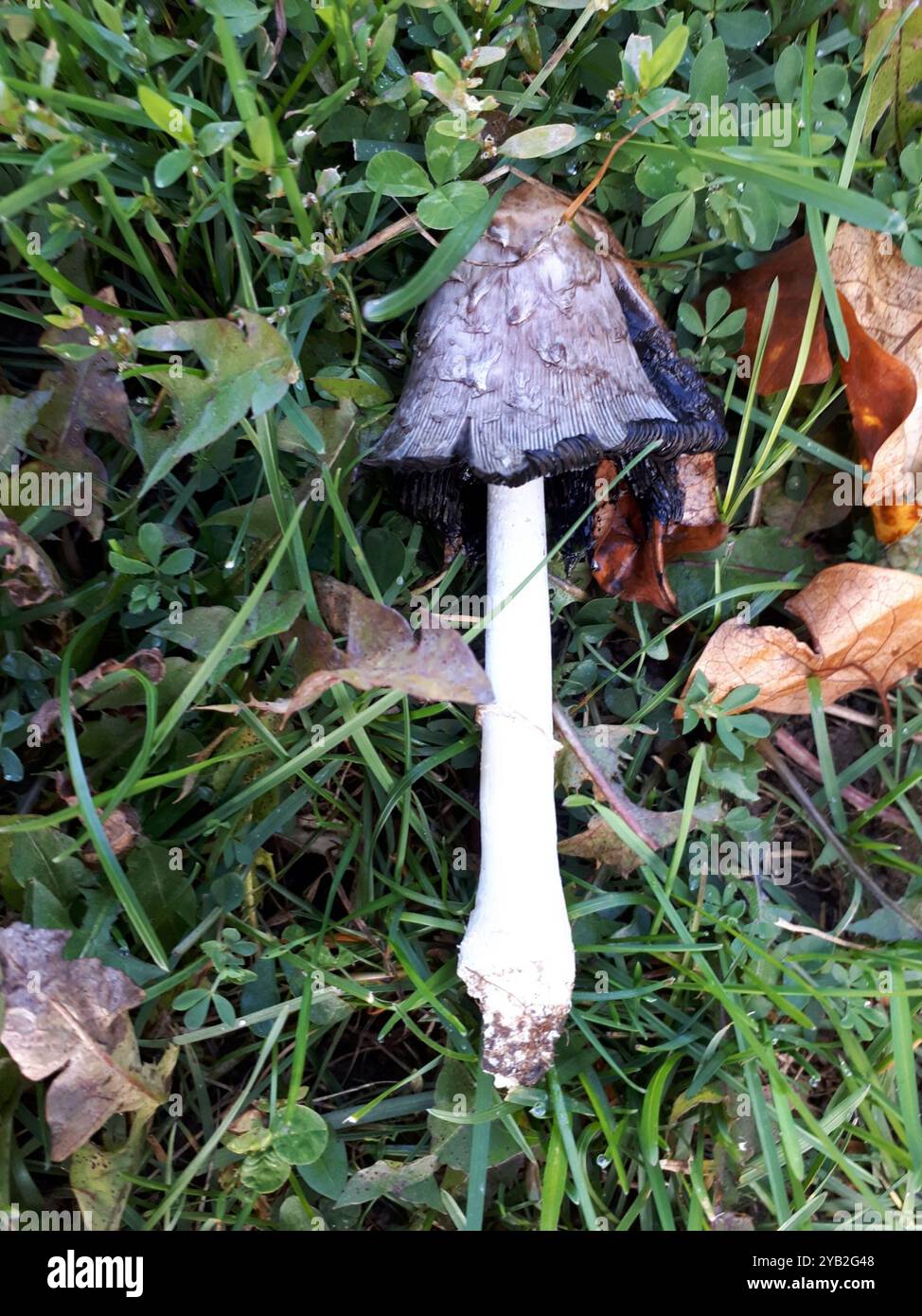 inky caps (Coprinus) Fungi Stock Photo - Alamy
