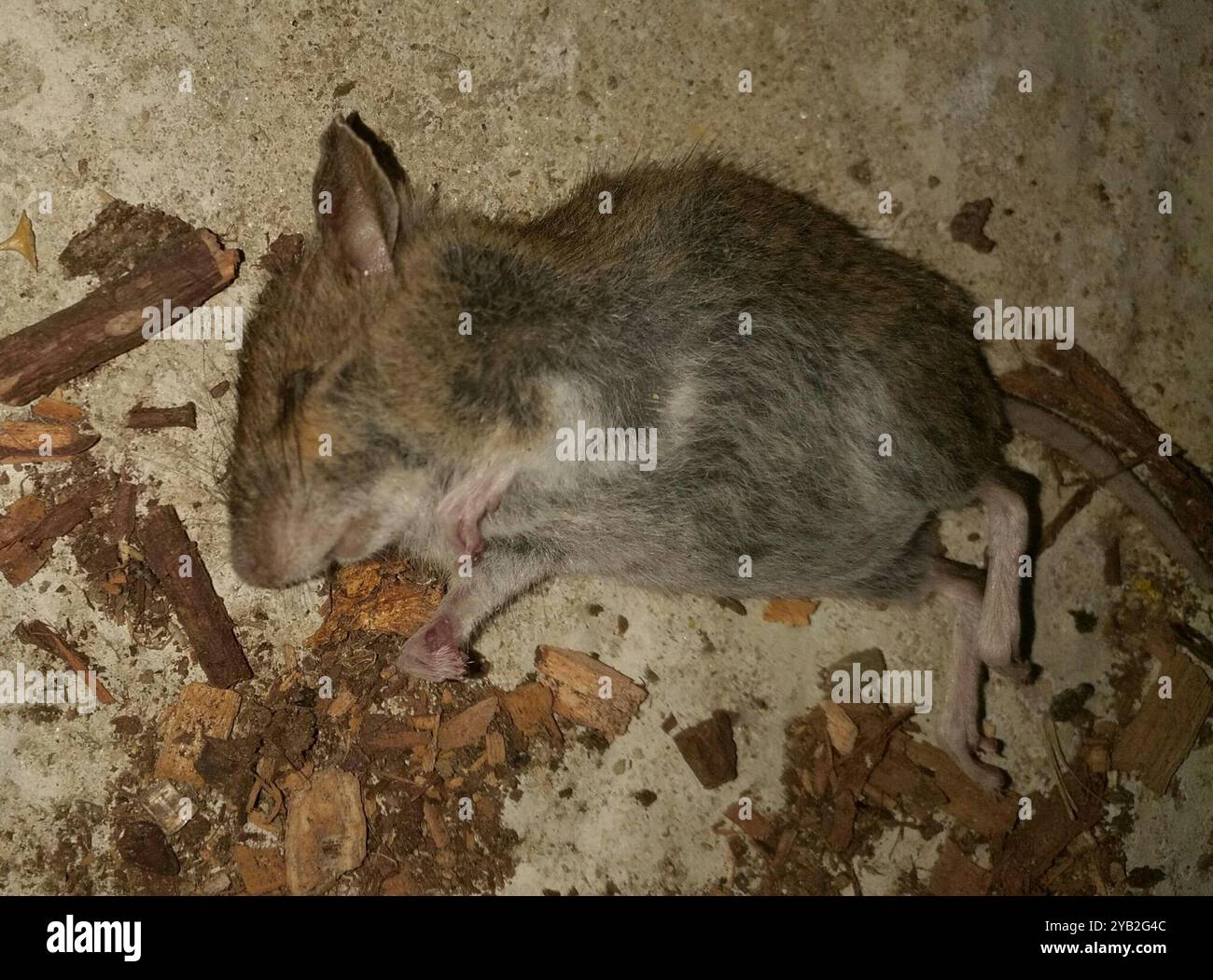 European Wood Mouse (Apodemus sylvaticus) Mammalia Stock Photo - Alamy