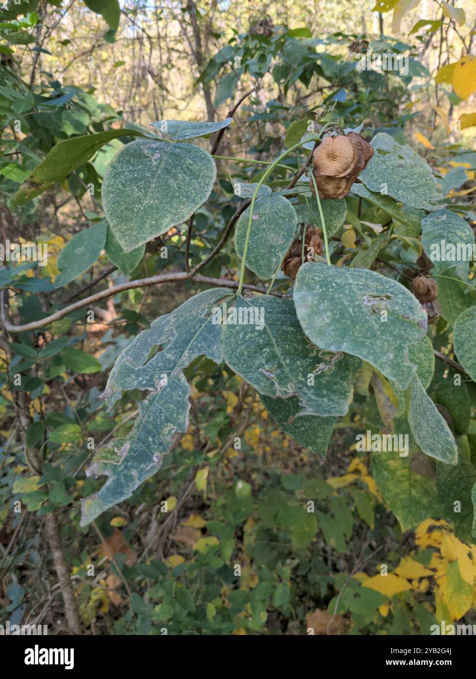 common hoptree (Ptelea trifoliata) Plantae Stock Photo - Alamy