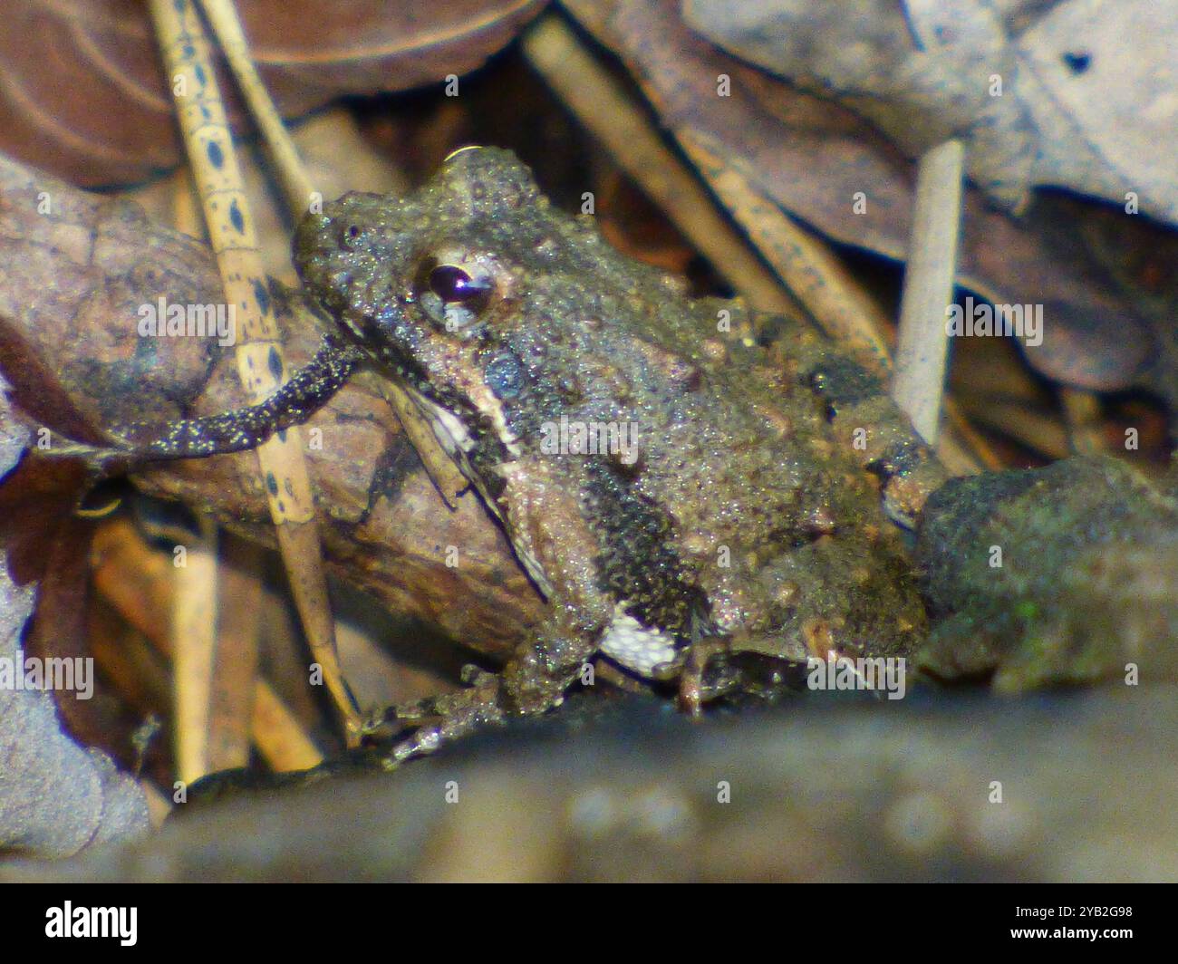 Northern Cricket Frog (Acris crepitans) Amphibia Stock Photo - Alamy