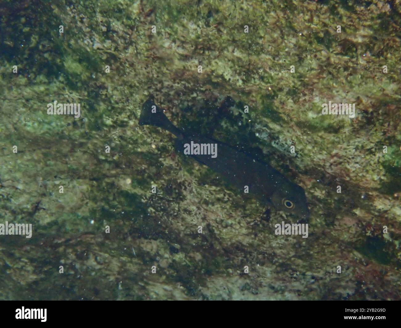 Dusky Spinefoot (Siganus luridus) Actinopterygii Stock Photo - Alamy