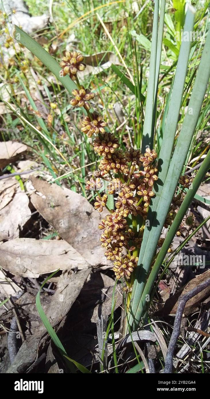 iron-grass (Lomandra multiflora dura) Plantae Stock Photo - Alamy