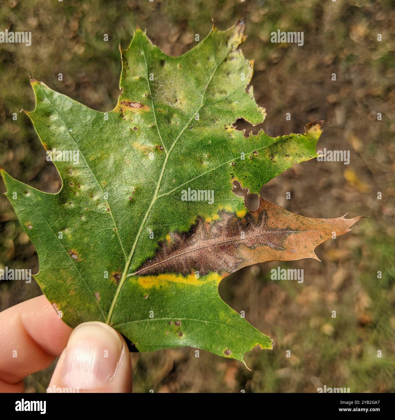 Oak Anthracnose (Apiognomonia errabunda) Fungi Stock Photo - Alamy