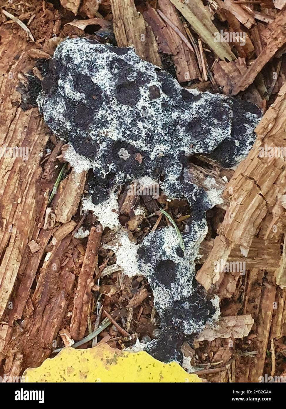 true slime molds (Myxomycetes) Protozoa Stock Photo - Alamy
