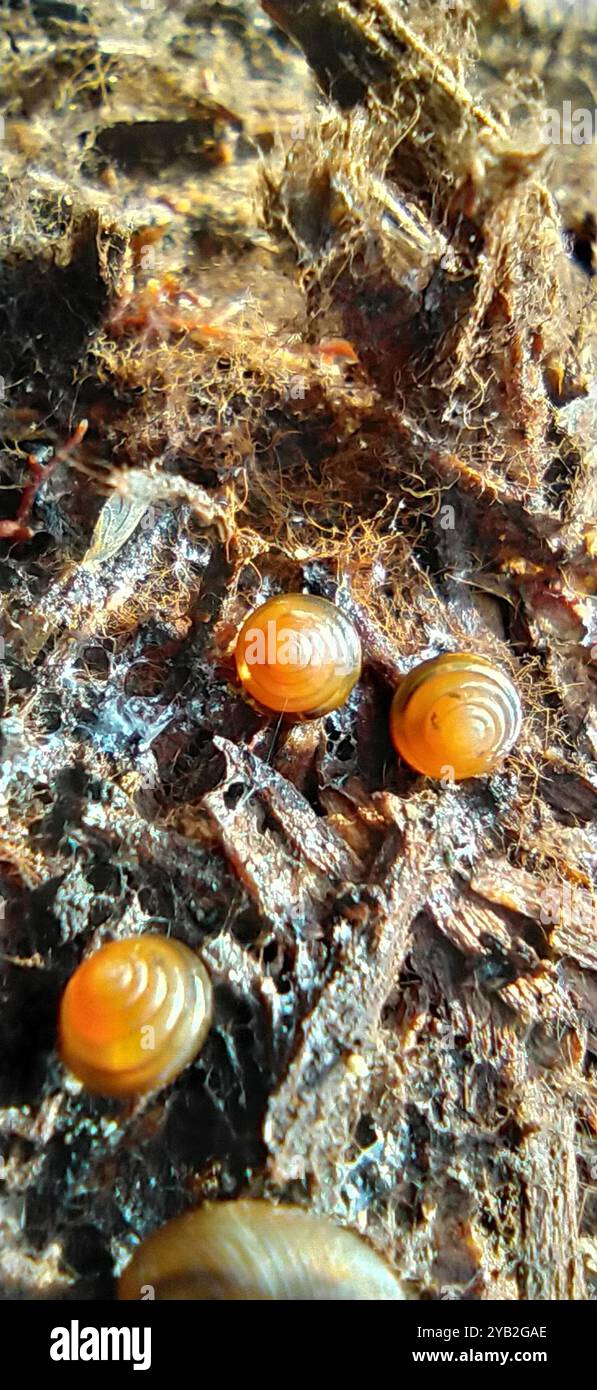 Tawny Glass-snail (Euconulus fulvus) Mollusca Stock Photo - Alamy