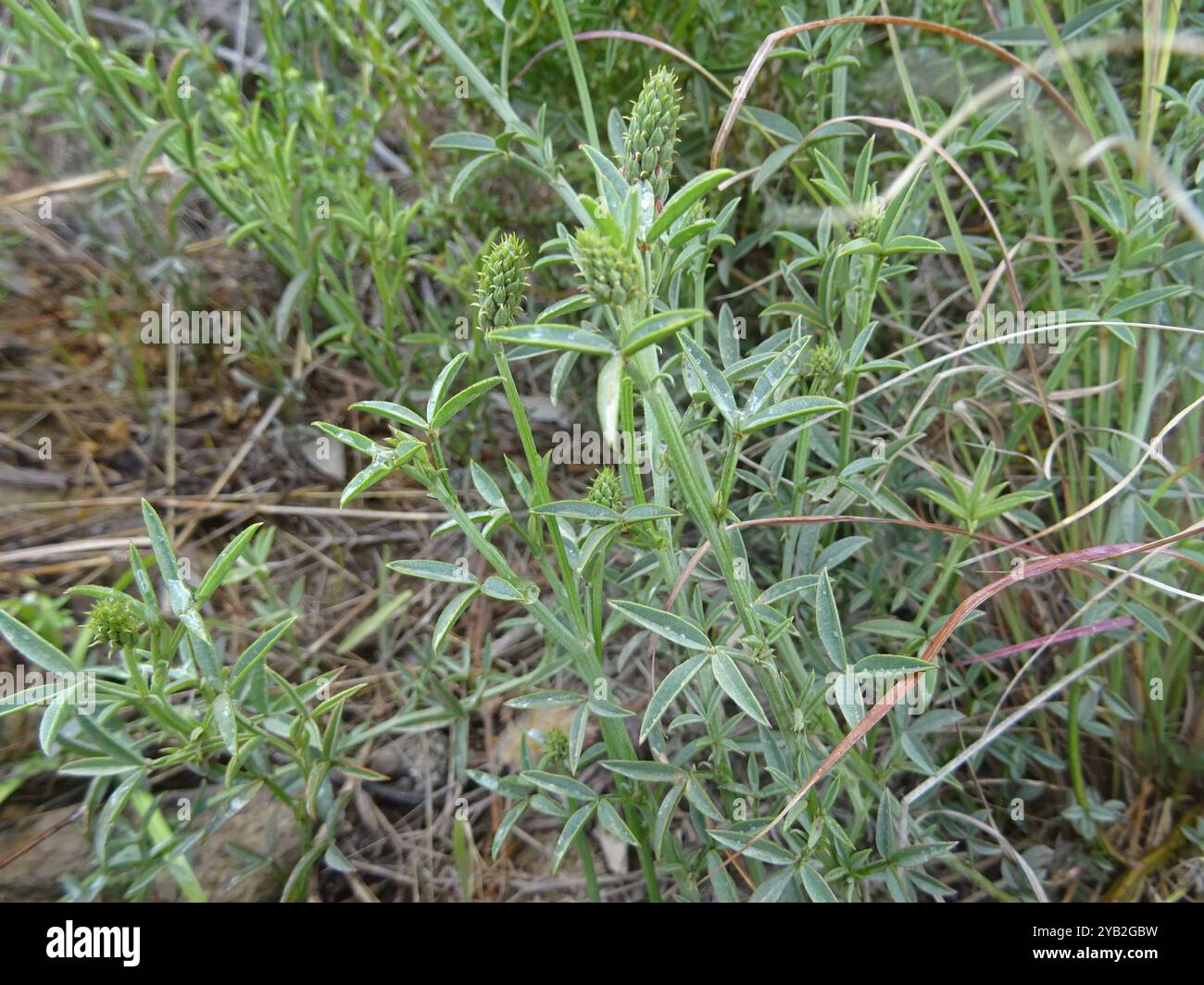 Clay Indigo (Indigofera complanata) Plantae Stock Photo - Alamy