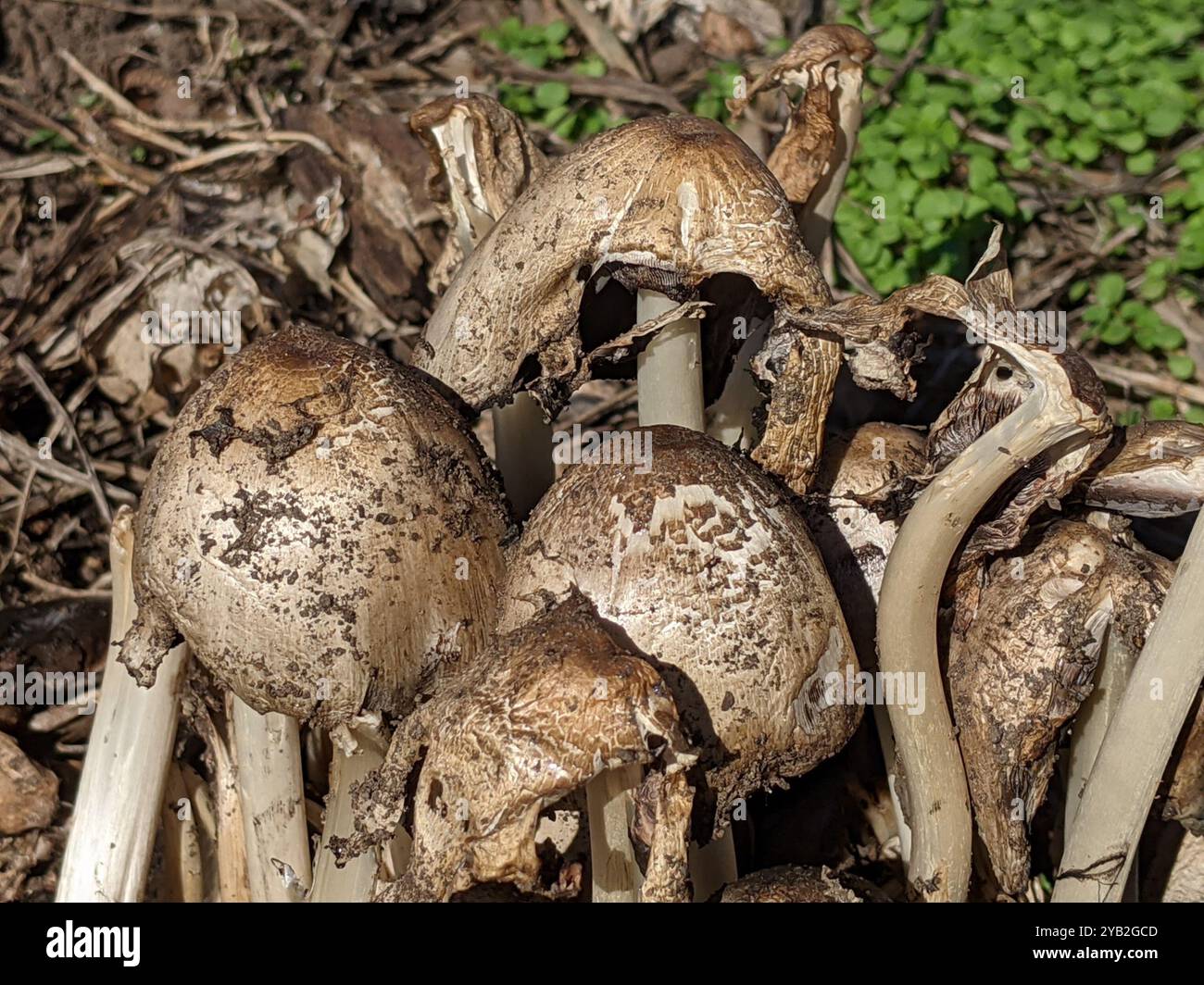 Common Ink Cap (Coprinopsis atramentaria) Fungi Stock Photo - Alamy