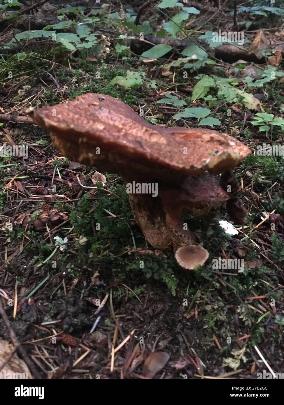 Western Painted Suillus (Suillus lakei) Fungi Stock Photo - Alamy