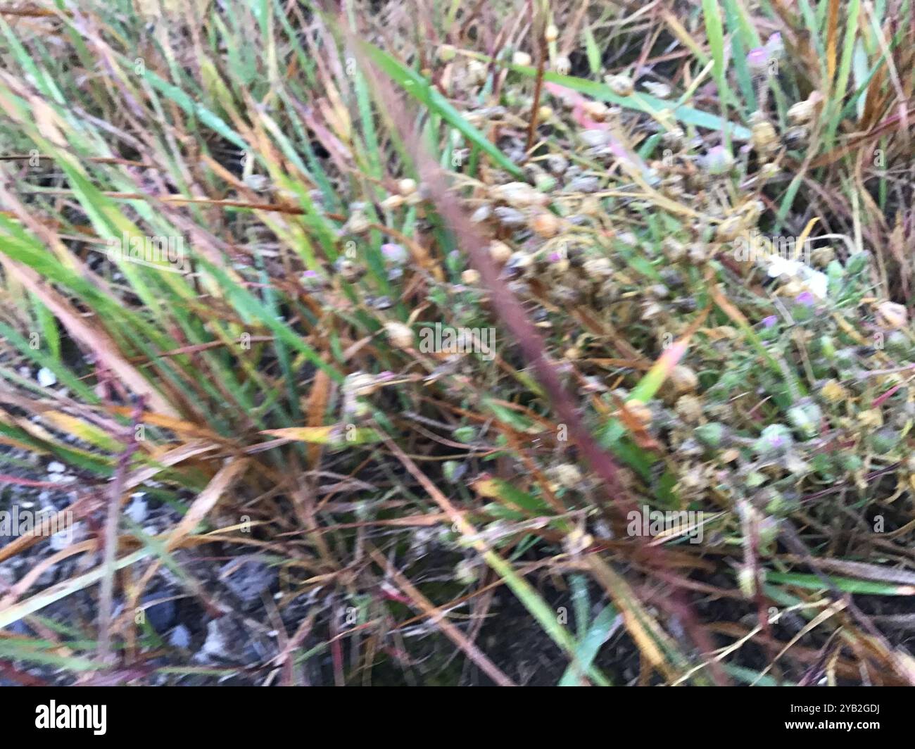 Greater Sea-spurry (Spergularia media) Plantae Stock Photo - Alamy