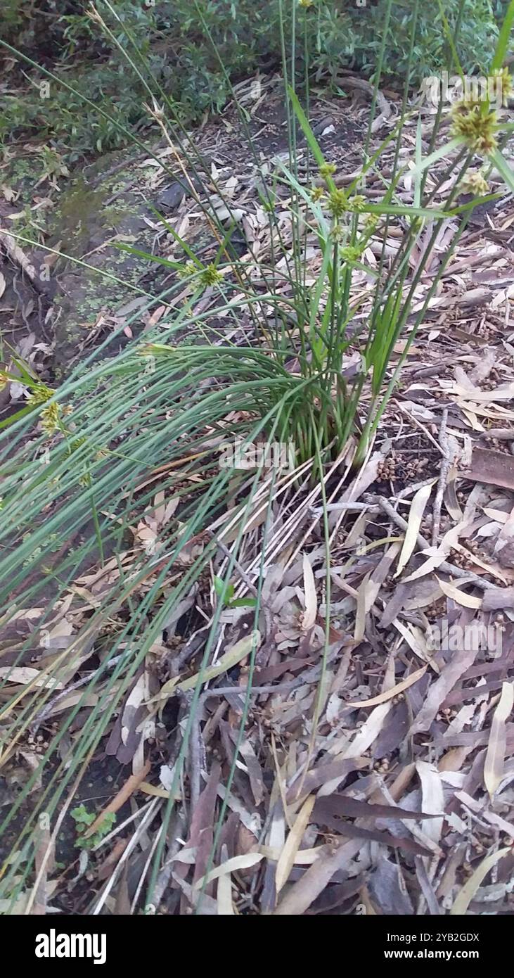 Stiff-leaved Flat-sedge (Cyperus vaginatus) Plantae Stock Photo - Alamy