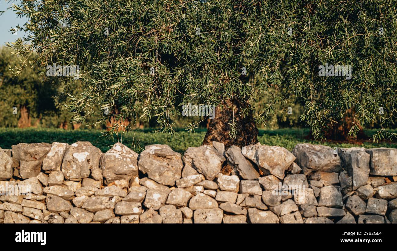 Puglia, majestic ancient olive tree stands in a vast rural landscape ...