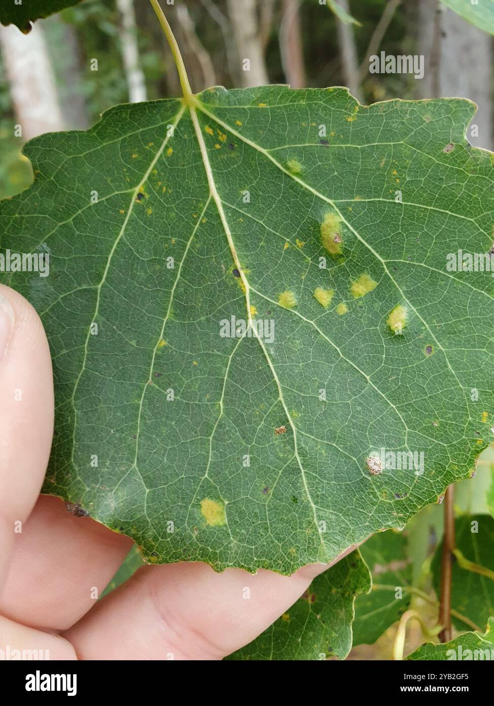 Phyllocoptes populi mite hi-res stock photography and images - Alamy