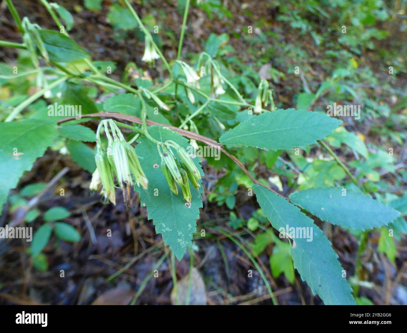 tall rattlesnake root (Nabalus altissimus) Plantae Stock Photo - Alamy