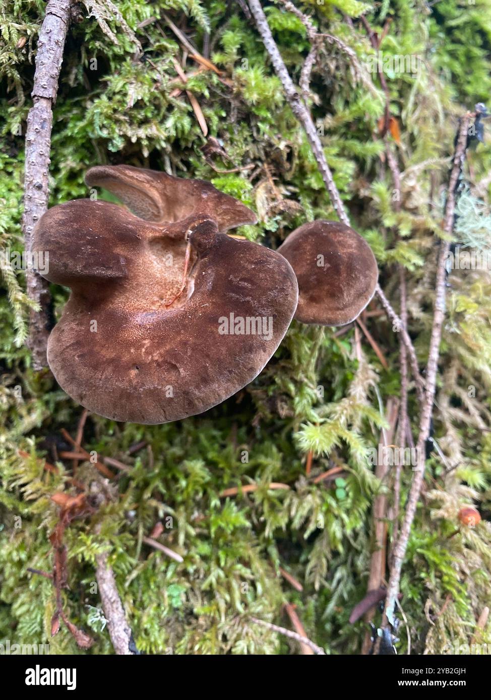 shingled hedgehog (Sarcodon imbricatus) Fungi Stock Photo - Alamy
