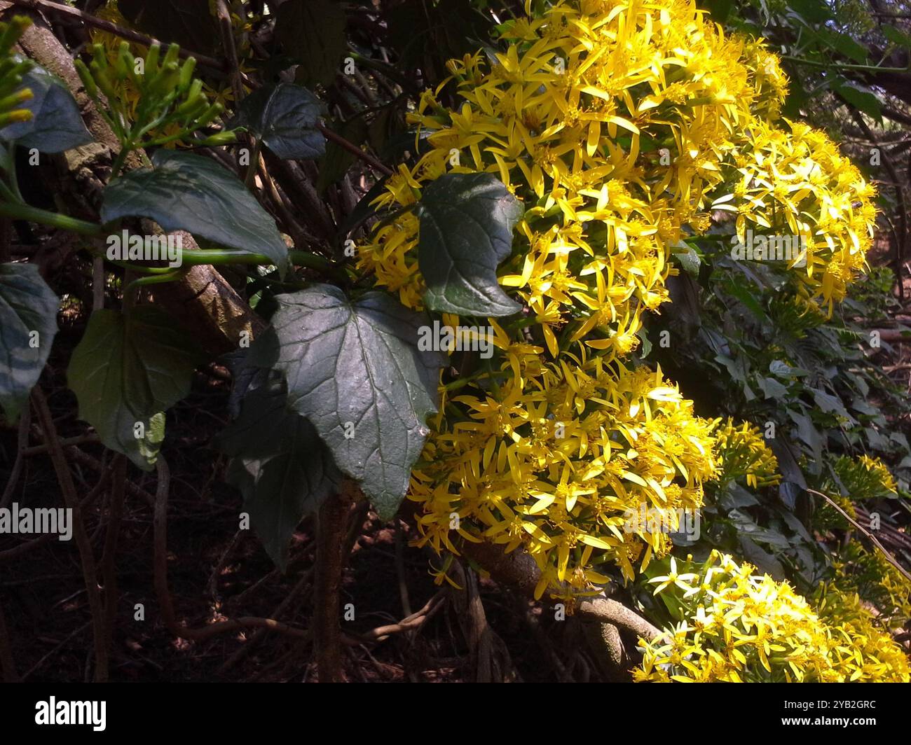 Canary creeper (Senecio tamoides) Plantae Stock Photo - Alamy
