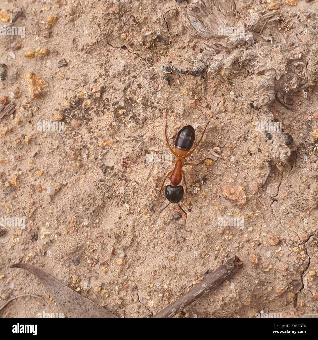 Banded Sugar Ant (Camponotus consobrinus) Insecta Stock Photo - Alamy