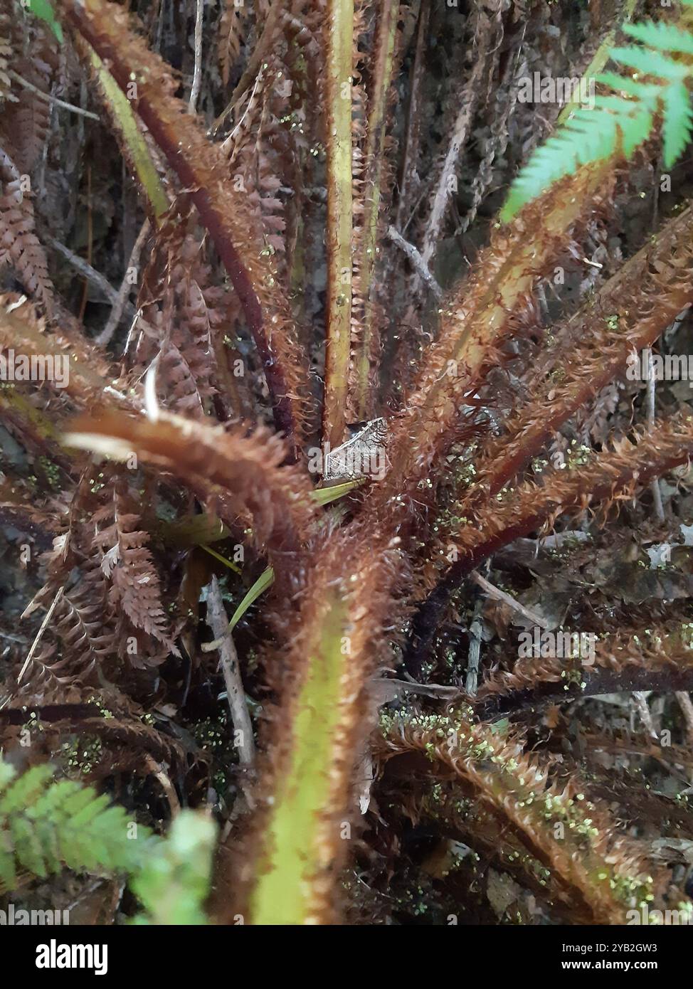 Smith's tree fern (Cyathea smithii) Plantae Stock Photo - Alamy