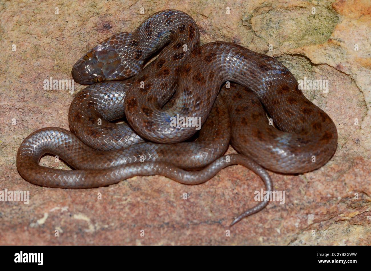 Spotted Rock Snake (Alopecion guttatum) Reptilia Stock Photo - Alamy