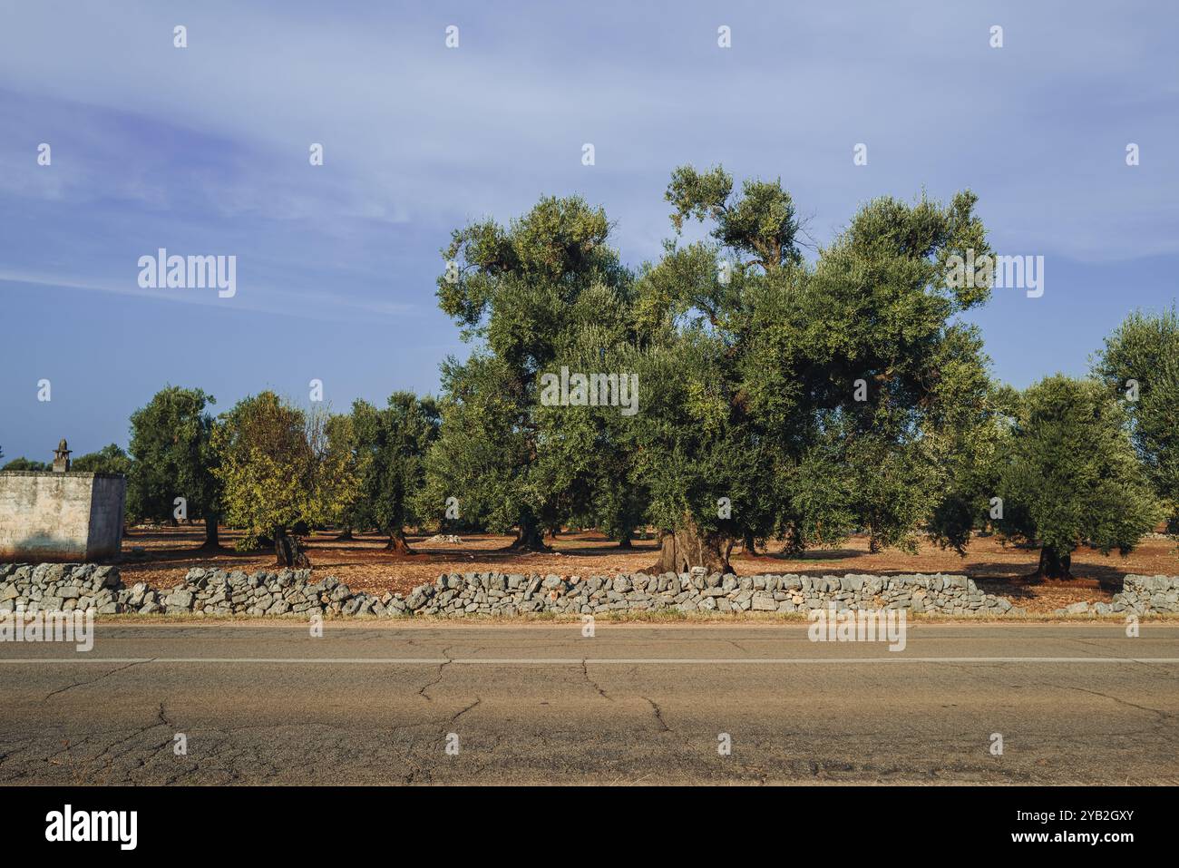 Puglia, majestic ancient olive tree stands in a vast rural landscape ...