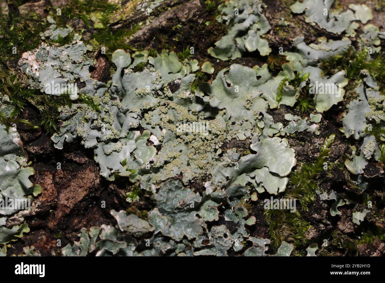 typical shield lichens (Parmelioideae) Fungi Stock Photo - Alamy
