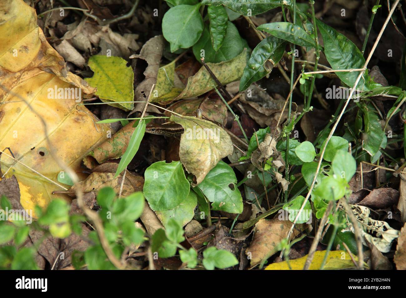 Indian Forest Skink (Sphenomorphus indicus) Reptilia Stock Photo - Alamy