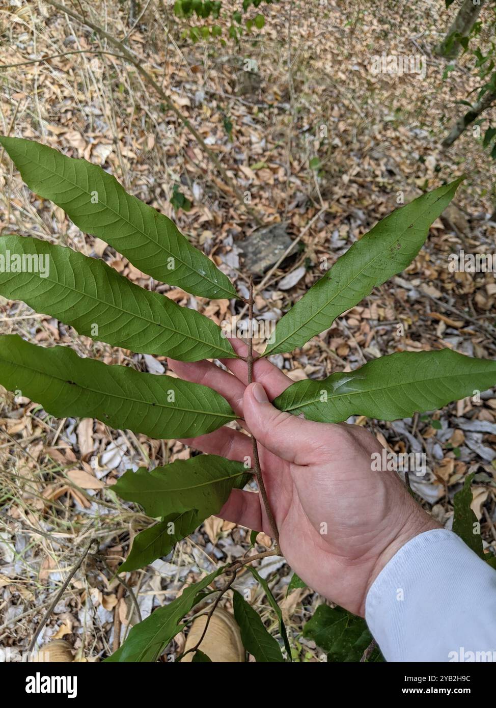 Ferny leaf Bosistoa (Bosistoa pentacocca) Plantae Stock Photo - Alamy